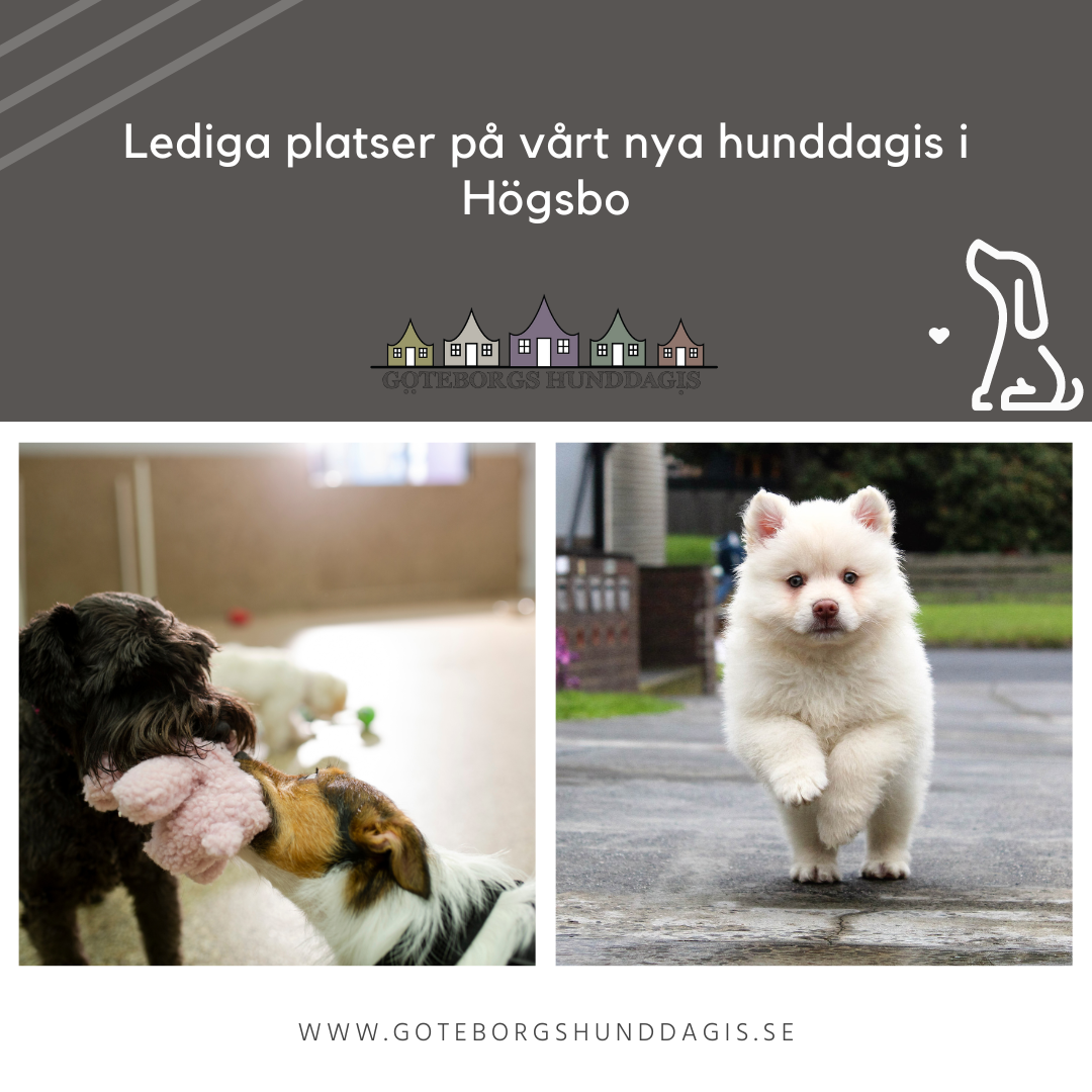 Vill du jobba med hundar? Hitta hundutbildning hos oss på - Göteborgs ...