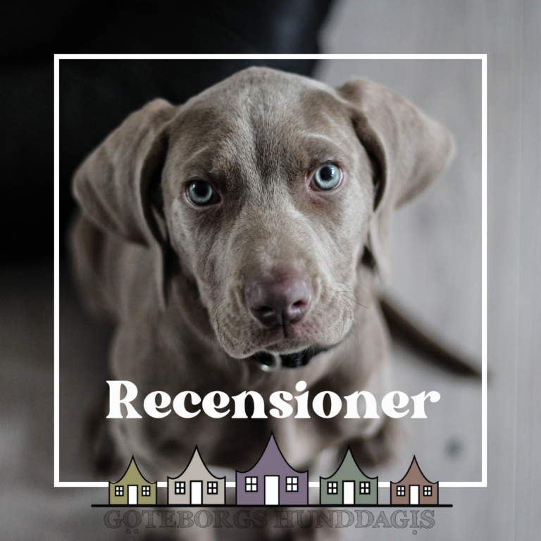 Vill du jobba med hundar? Hitta hundutbildning hos oss på - Göteborgs ...