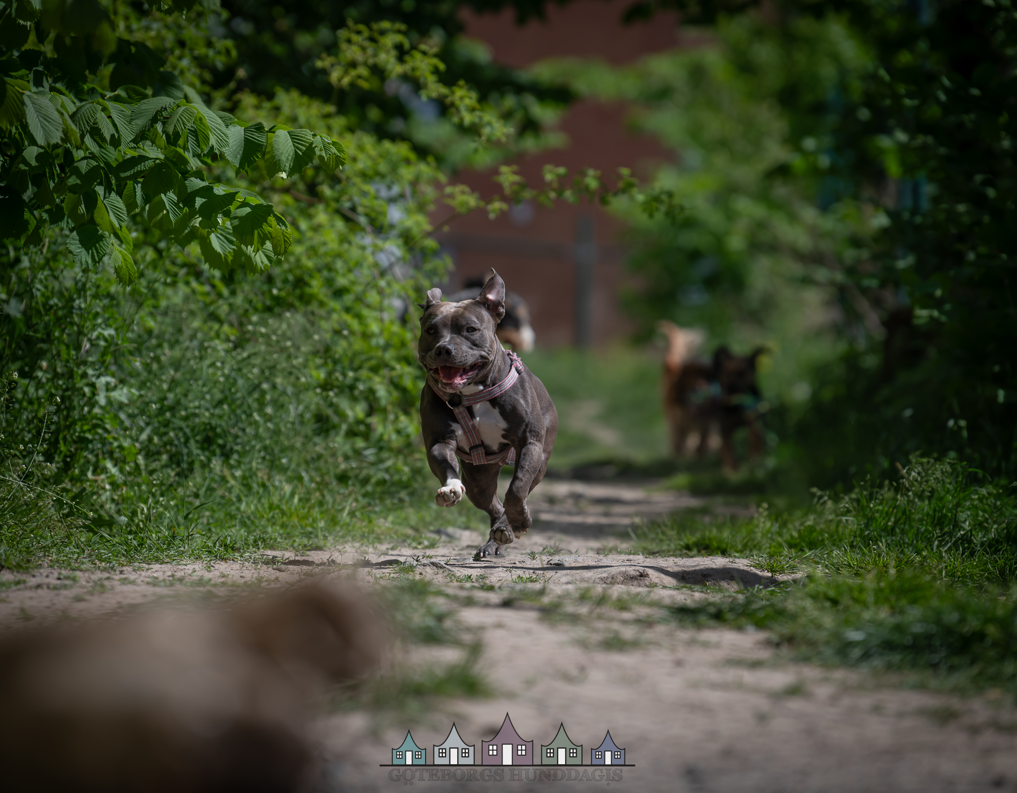 Högsbo - Göteborgs Hunddagis Dog Royal